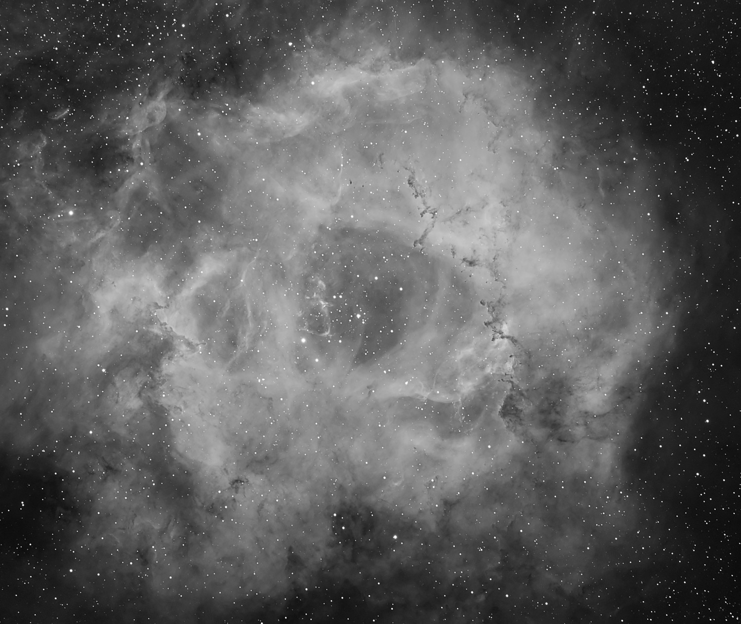 Rosette rosette